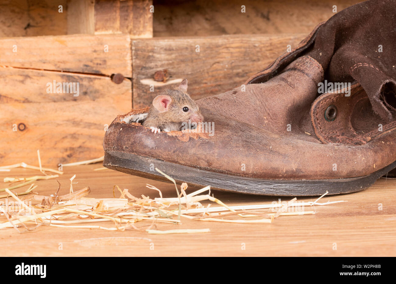 Brown mouse climbs in an old boot in studio environment Stock Photo - Alamy