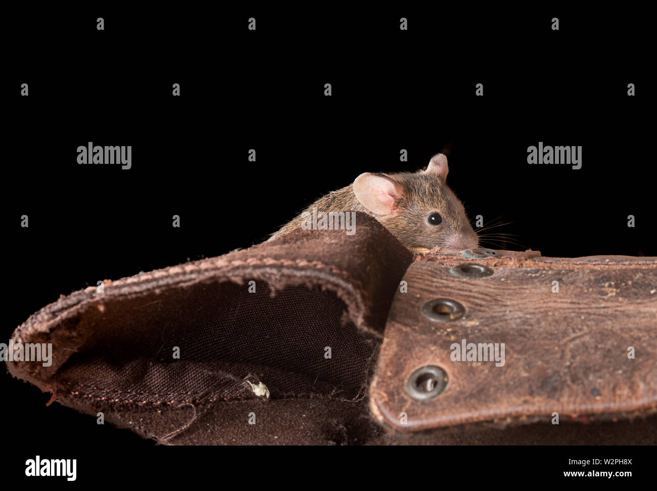 Brown mouse climbs in an old boot in studio environment Stock Photo - Alamy
