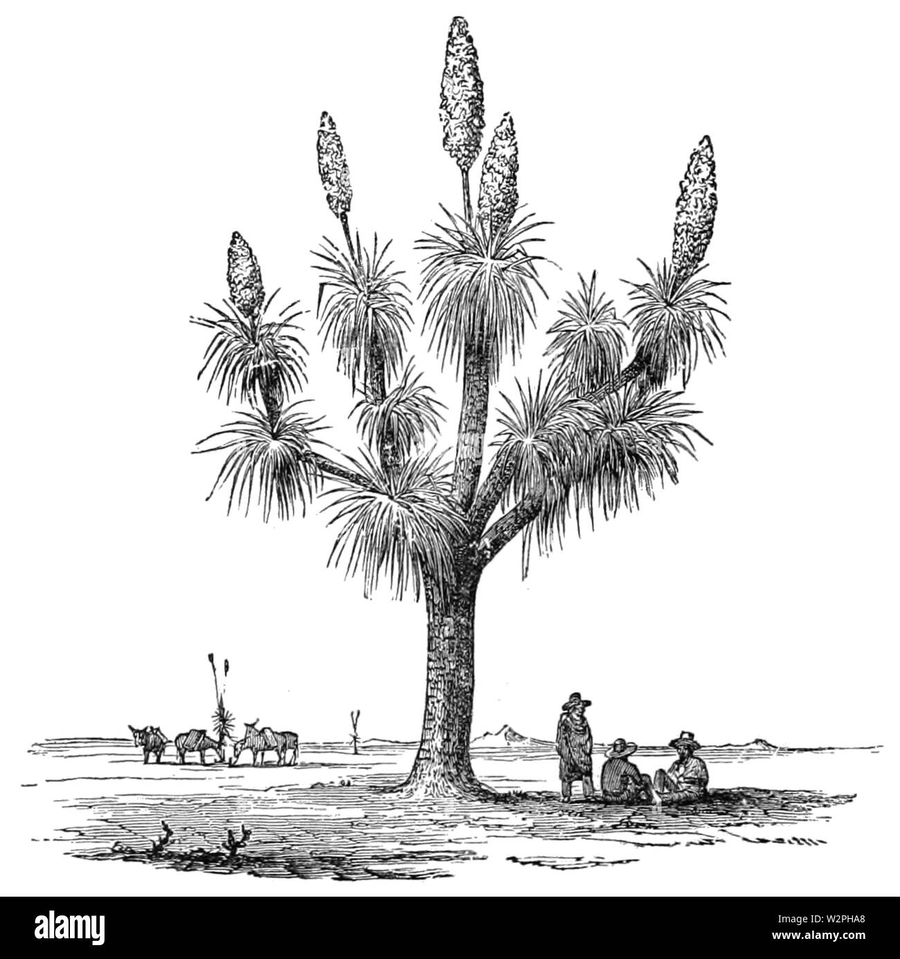 Desert yucca Cut Out Stock Images & Pictures - Alamy