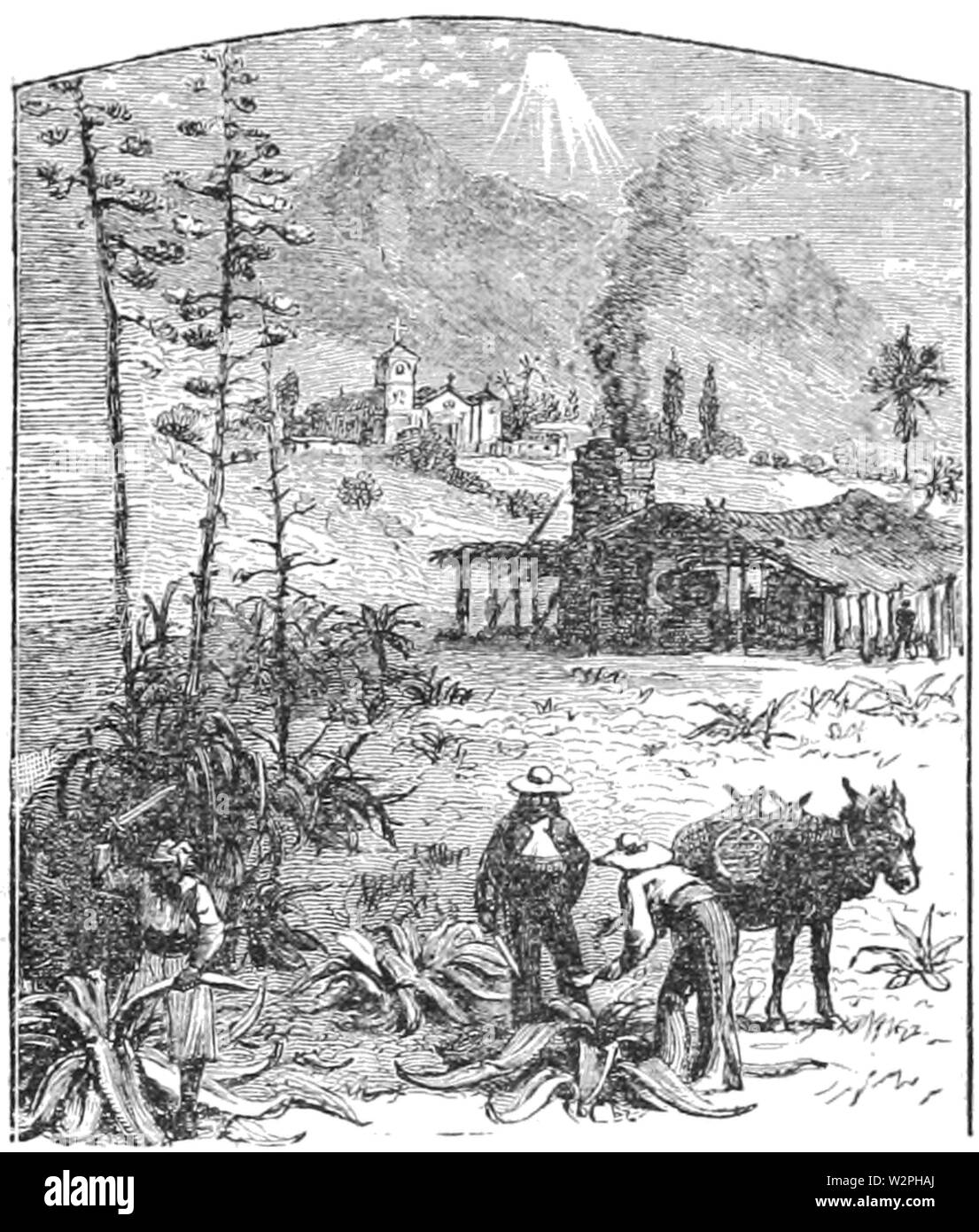 Tequila distillery Cut Out Stock Images & Pictures - Alamy