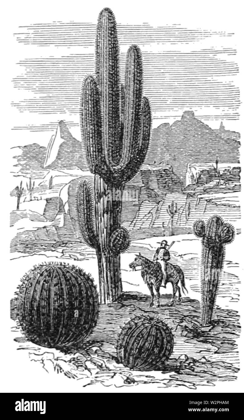 Collection of cactus Black and White Stock Photos & Images - Alamy