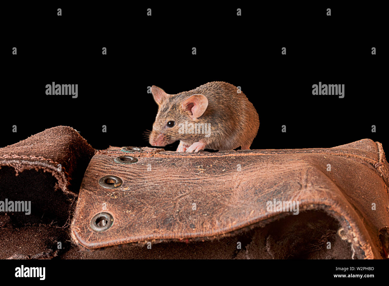 Brown mouse climbs in an old boot in studio environment Stock Photo - Alamy