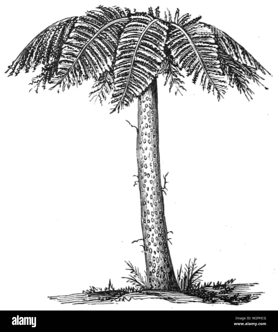 Tree like structure Black and White Stock Photos & Images - Alamy