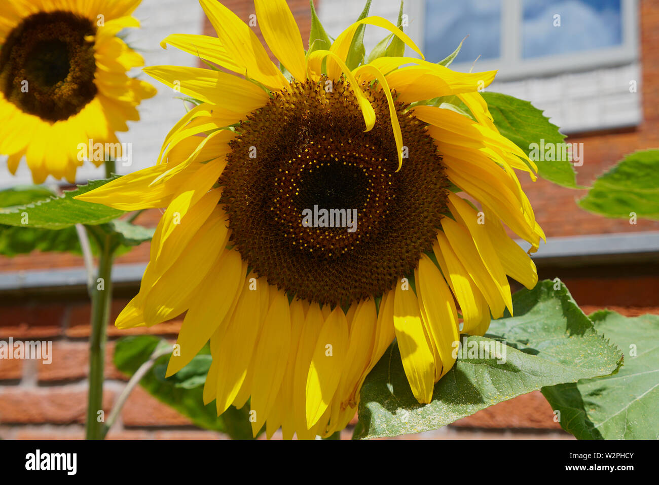 Absorb sun hi-res stock photography and images - Alamy