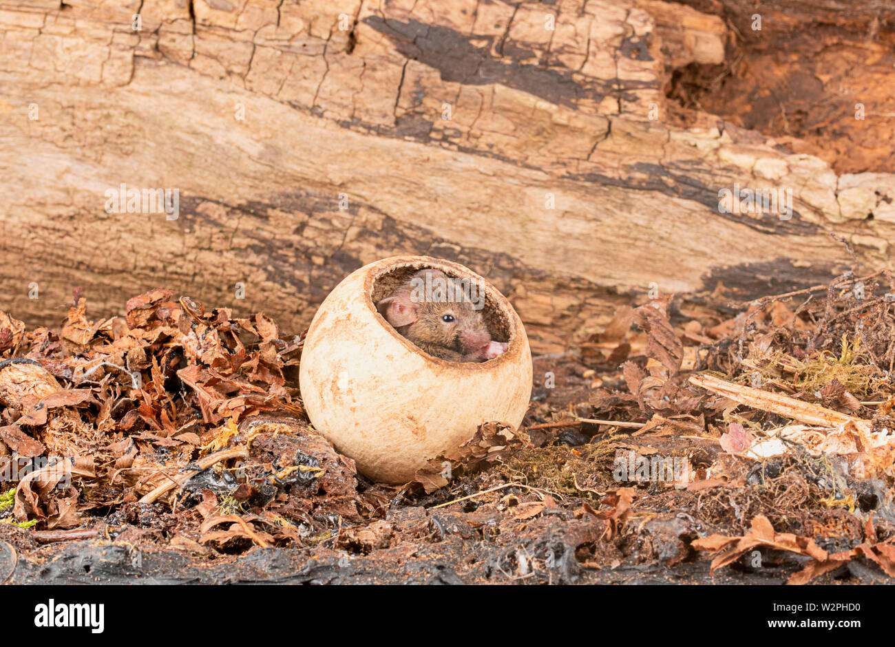 Laboratory mice brown hi-res stock photography and images - Alamy