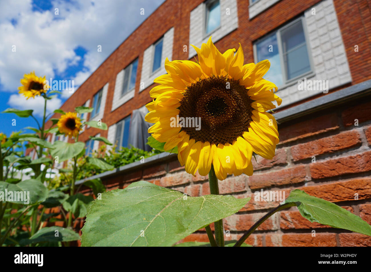 Absorb sunlight hi-res stock photography and images - Alamy