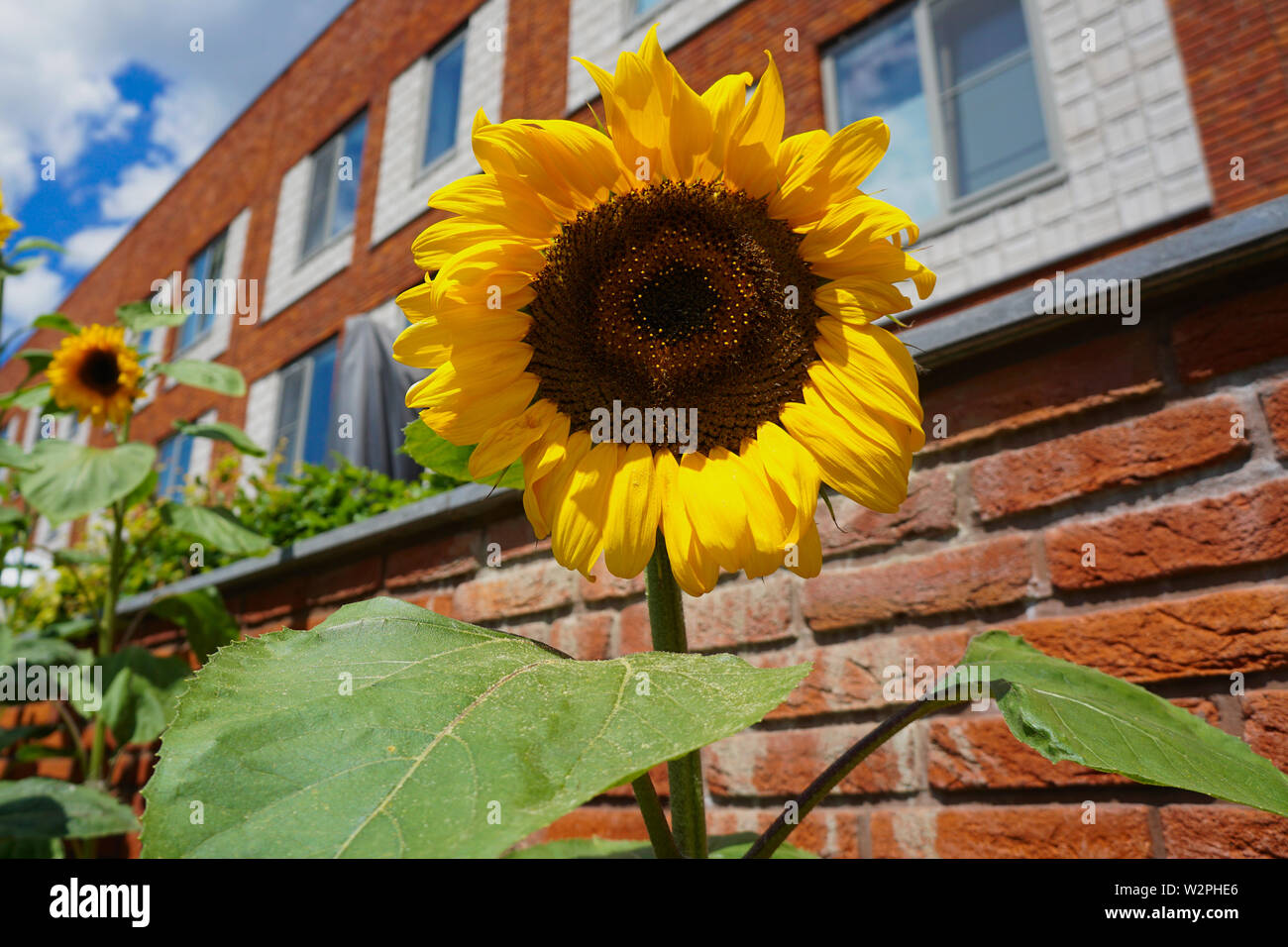 Absorb sunlight hi-res stock photography and images - Alamy
