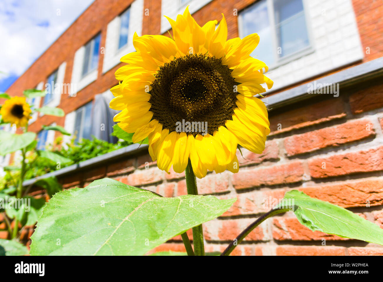 sunflowers open up in the sun to absorb sunlight Stock Photo - Alamy