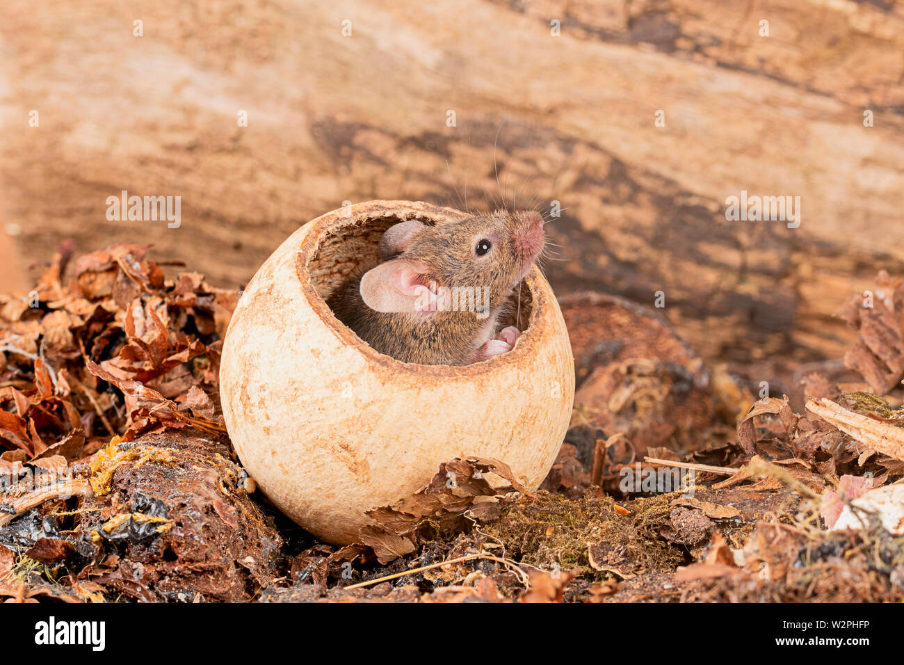 Laboratory mice brown hi-res stock photography and images - Alamy