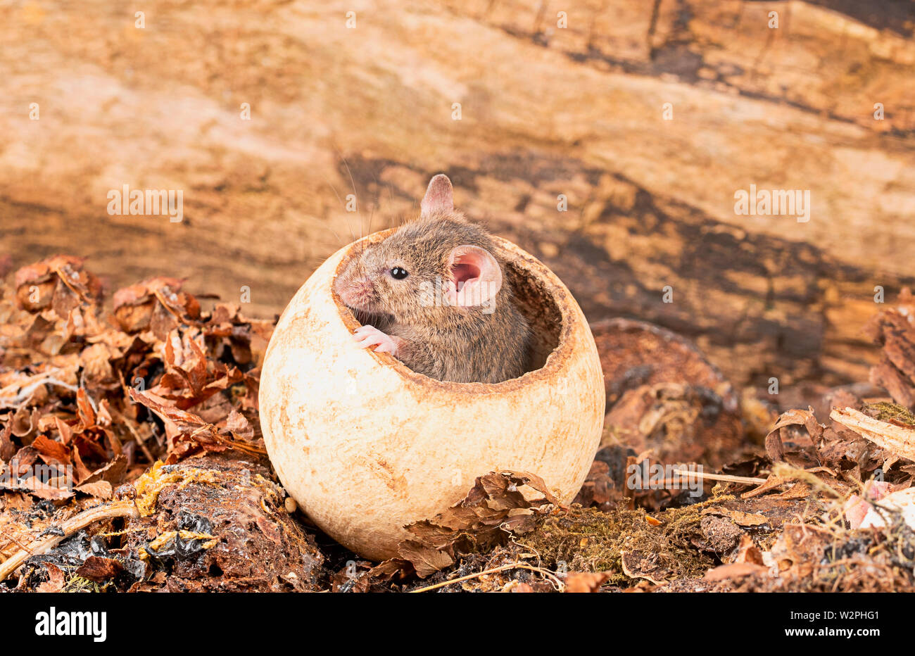 wild brown mice in studio setting Stock Photo - Alamy