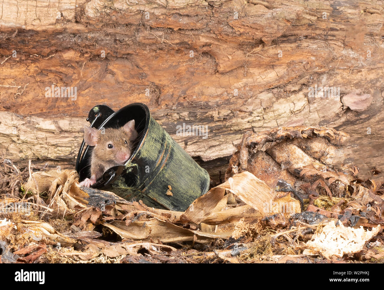 Laboratory mice hi-res stock photography and images - Alamy