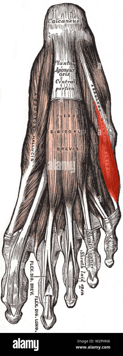 Digiti High Resolution Stock Photography and Images - Alamy