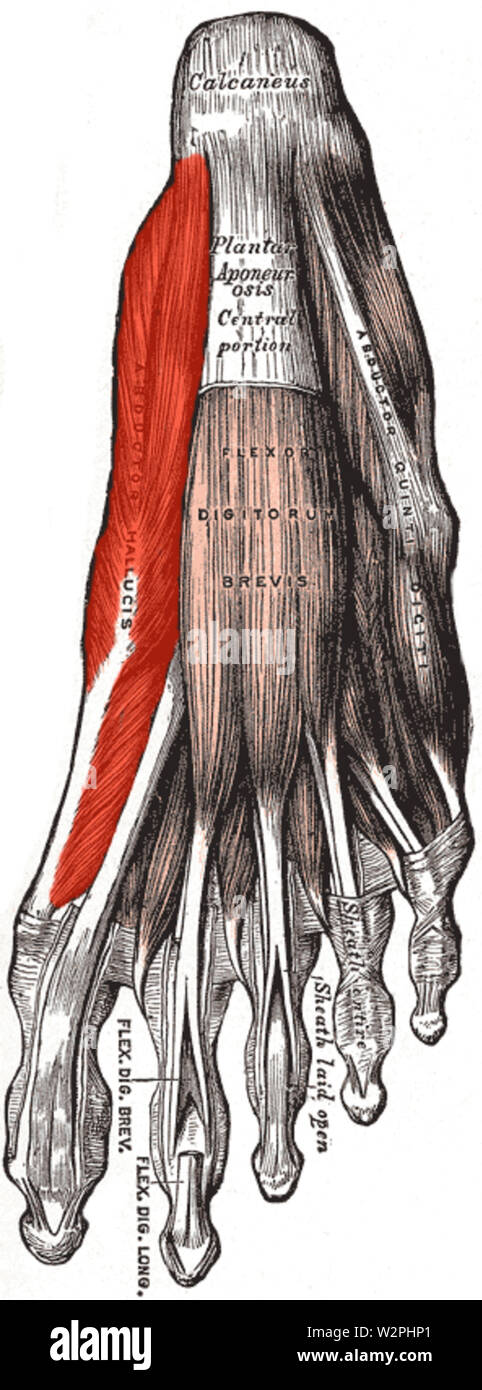 Toe structure Cut Out Stock Images & Pictures - Alamy