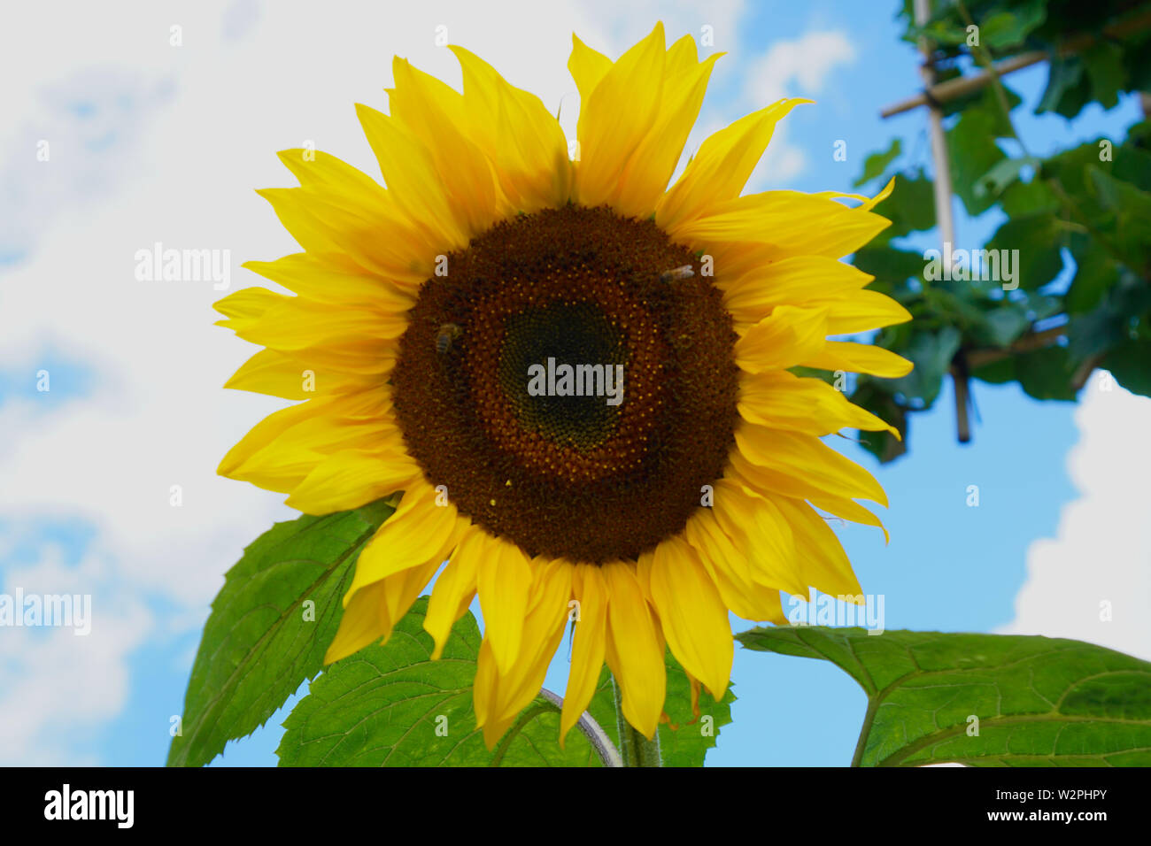 a bee harvesting pollen from a sunflower Stock Photo - Alamy