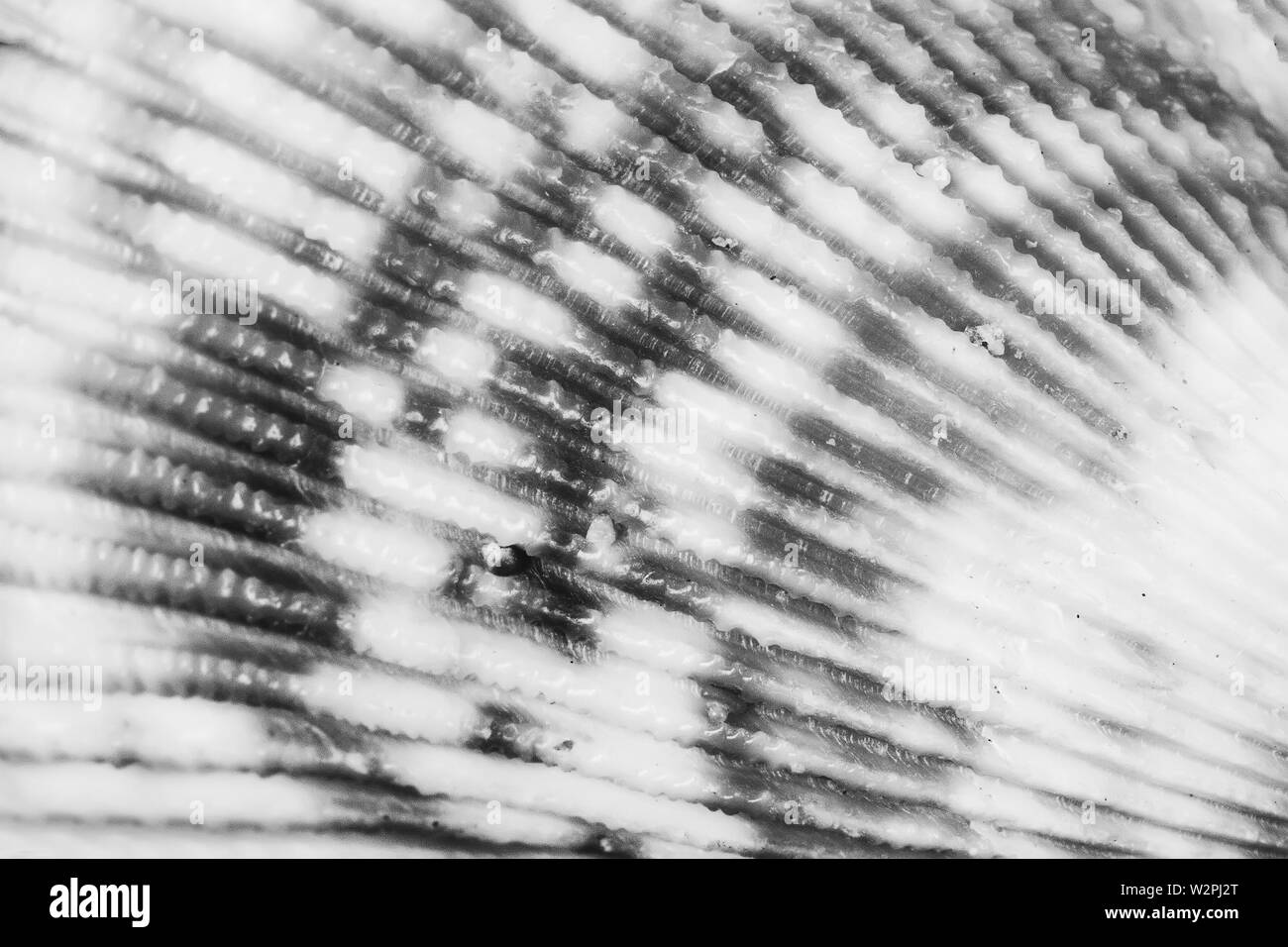 macro photo of seashell texture, black and white photo Stock Photo - Alamy