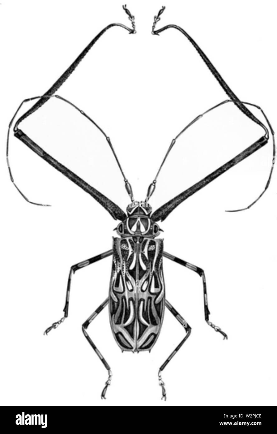 Acrocinus longimanus hi-res stock photography and images - Alamy