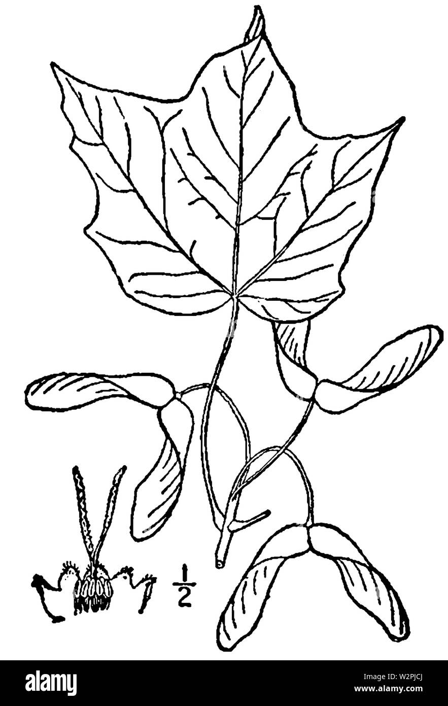 Acer nigrum hi-res stock photography and images - Alamy