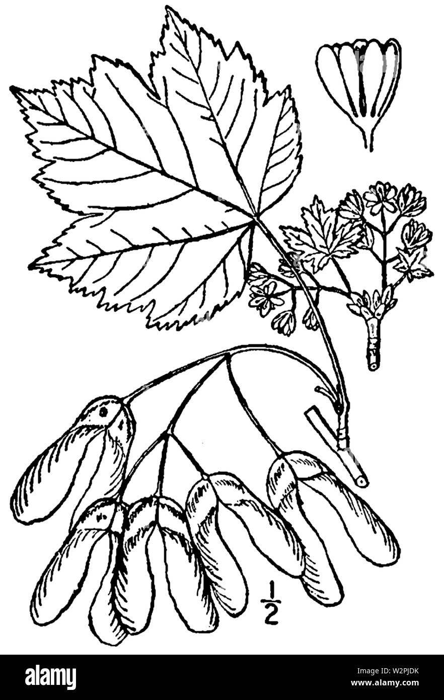 Acer maple tree forest Black and White Stock Photos & Images - Alamy