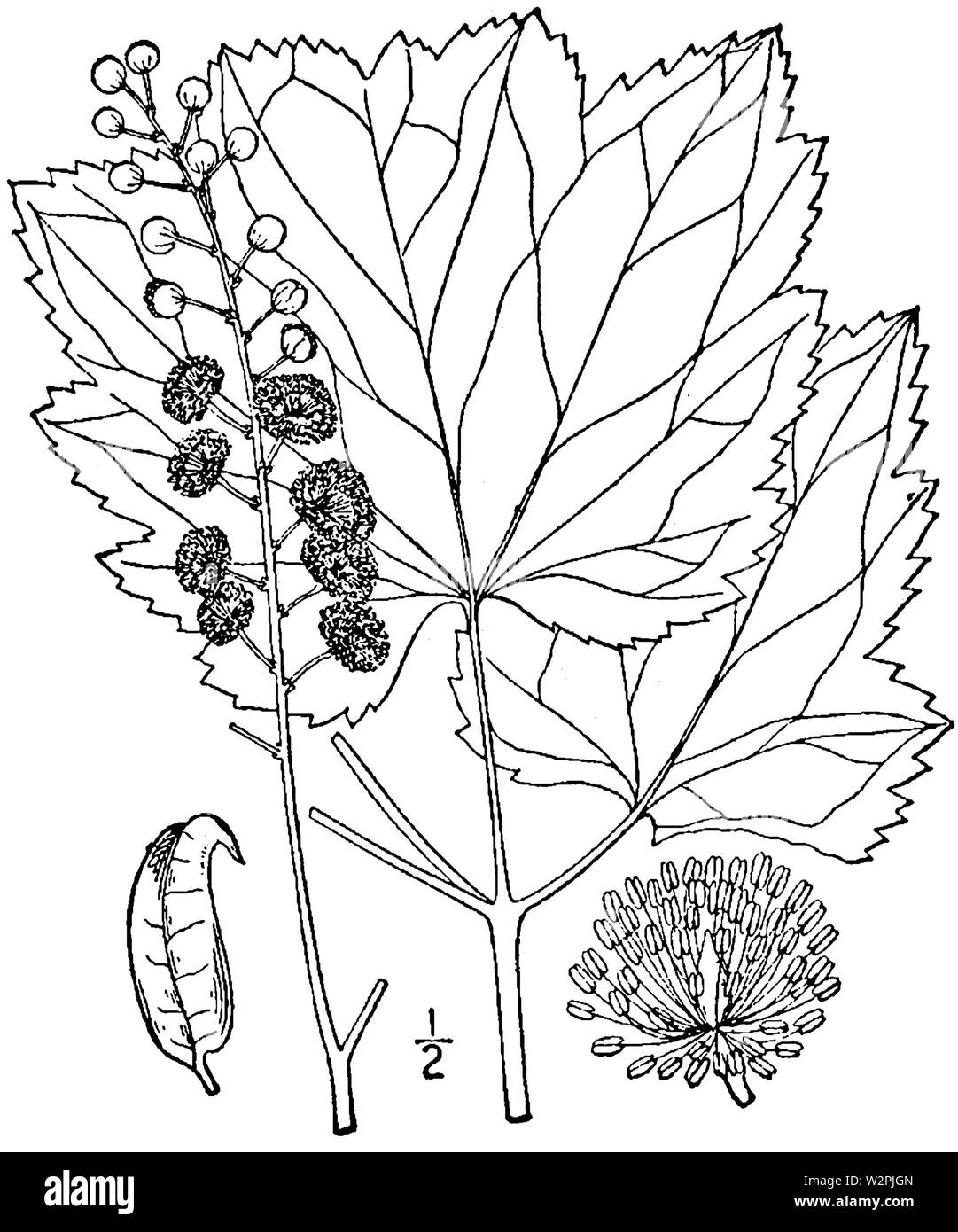 Actaea rubifolia drawing Stock Photo - Alamy