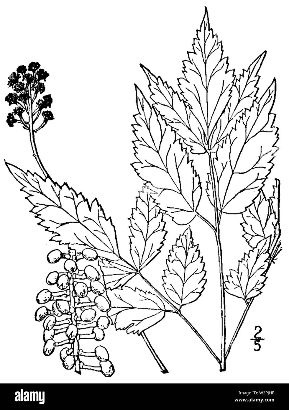 Actaea pachypoda drawing Stock Photo - Alamy