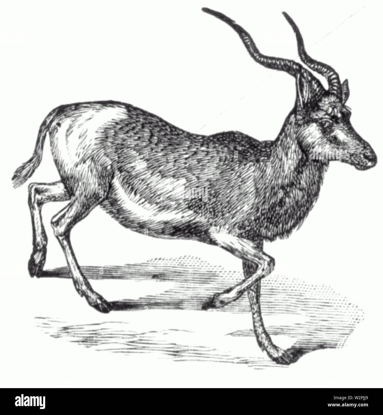 Addax addax Cut Out Stock Images & Pictures - Alamy