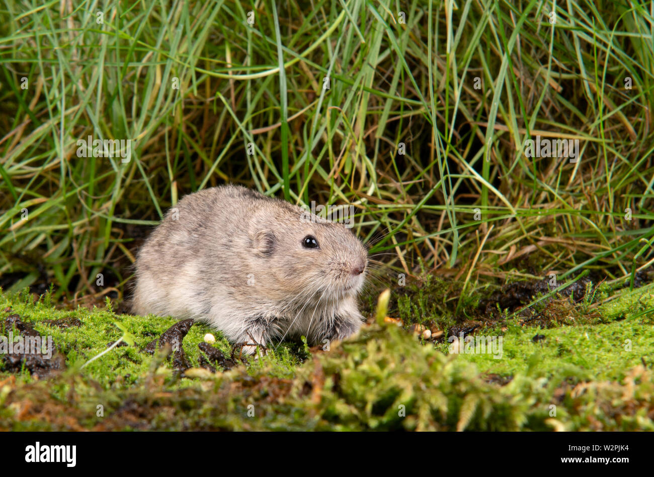 Brown lemming hi-res stock photography and images - Alamy