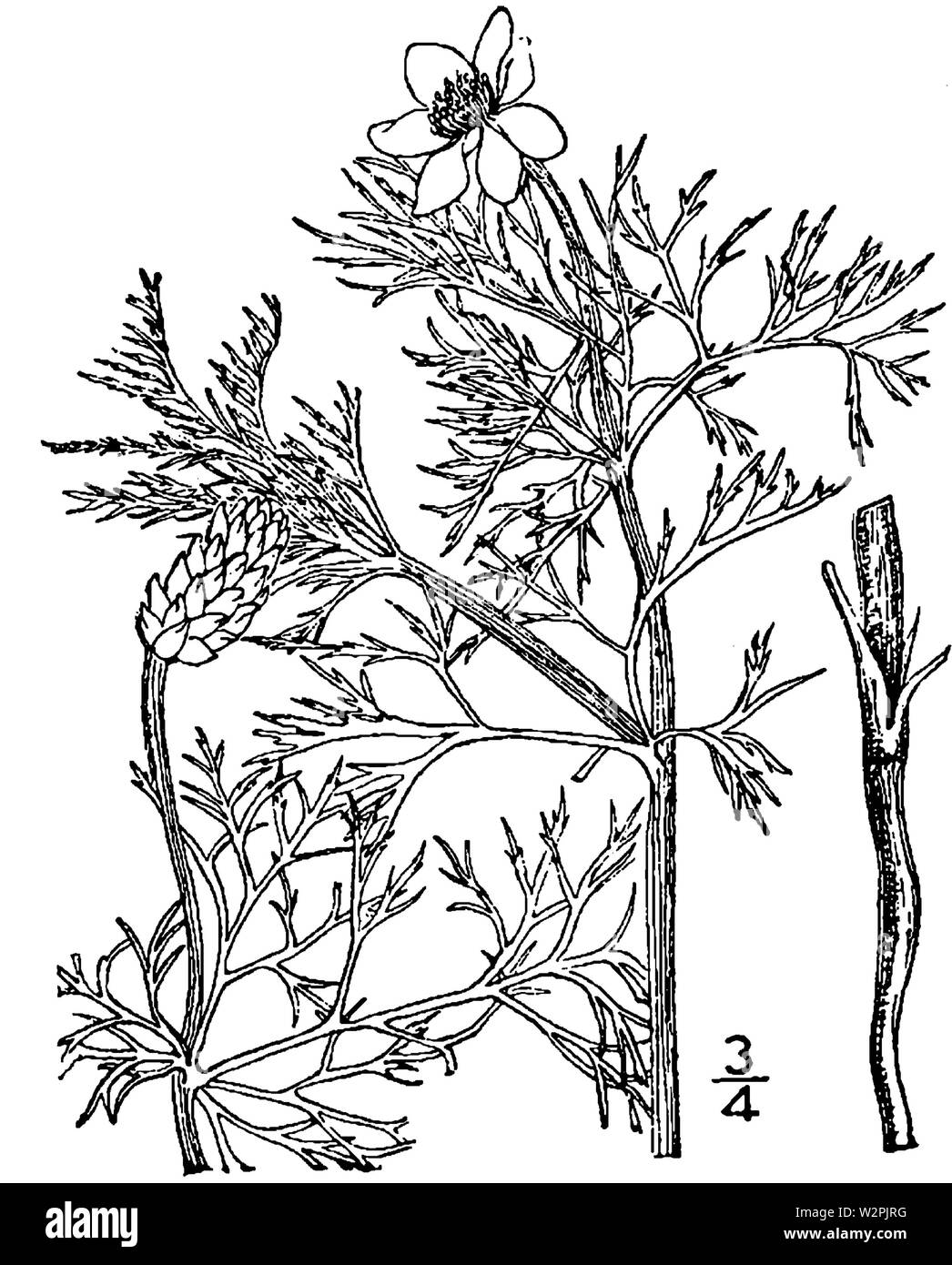 Adonis annua drawing Stock Photo - Alamy