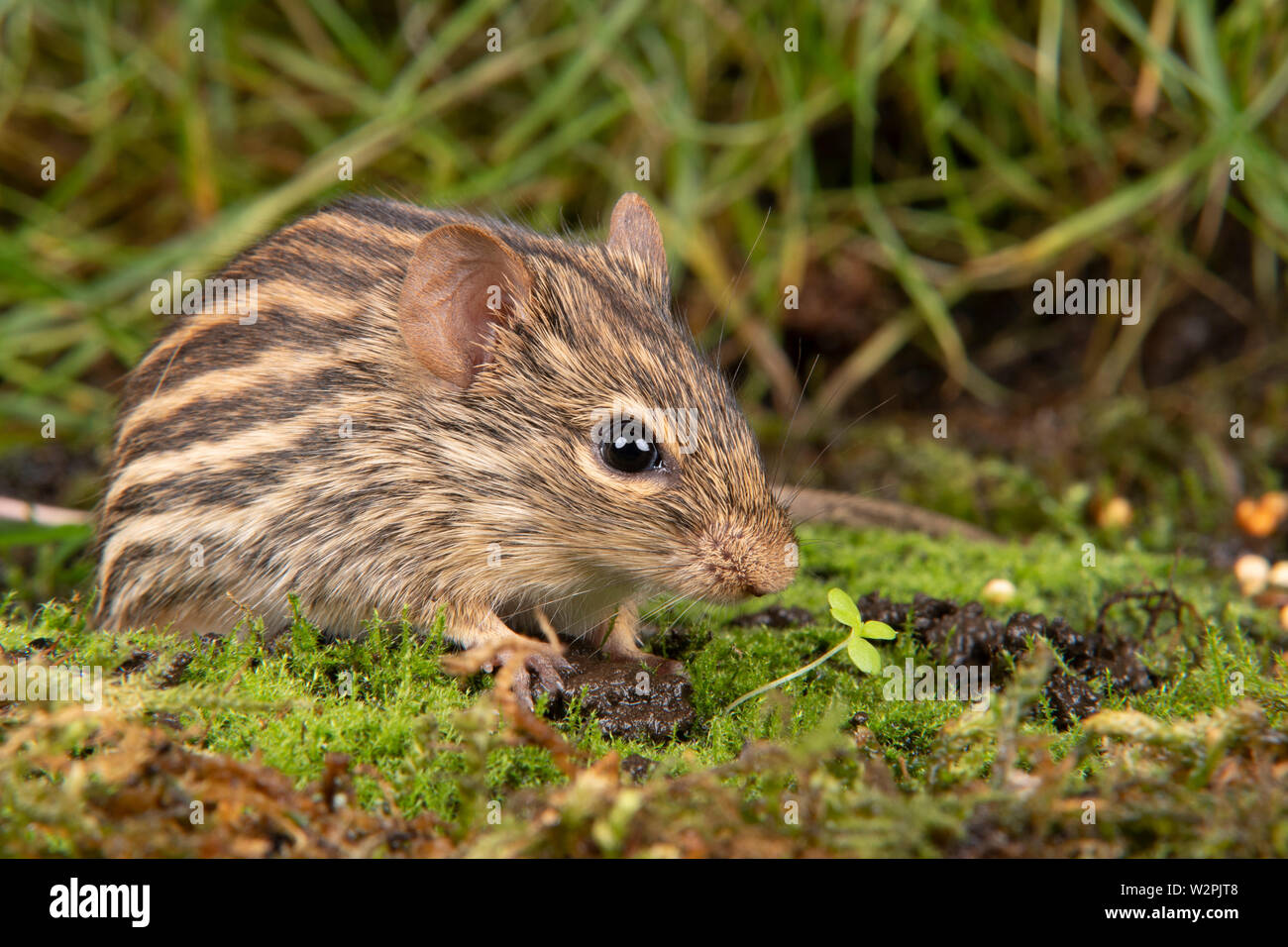 Barbary striped grass mouse hi-res stock photography and images - Alamy