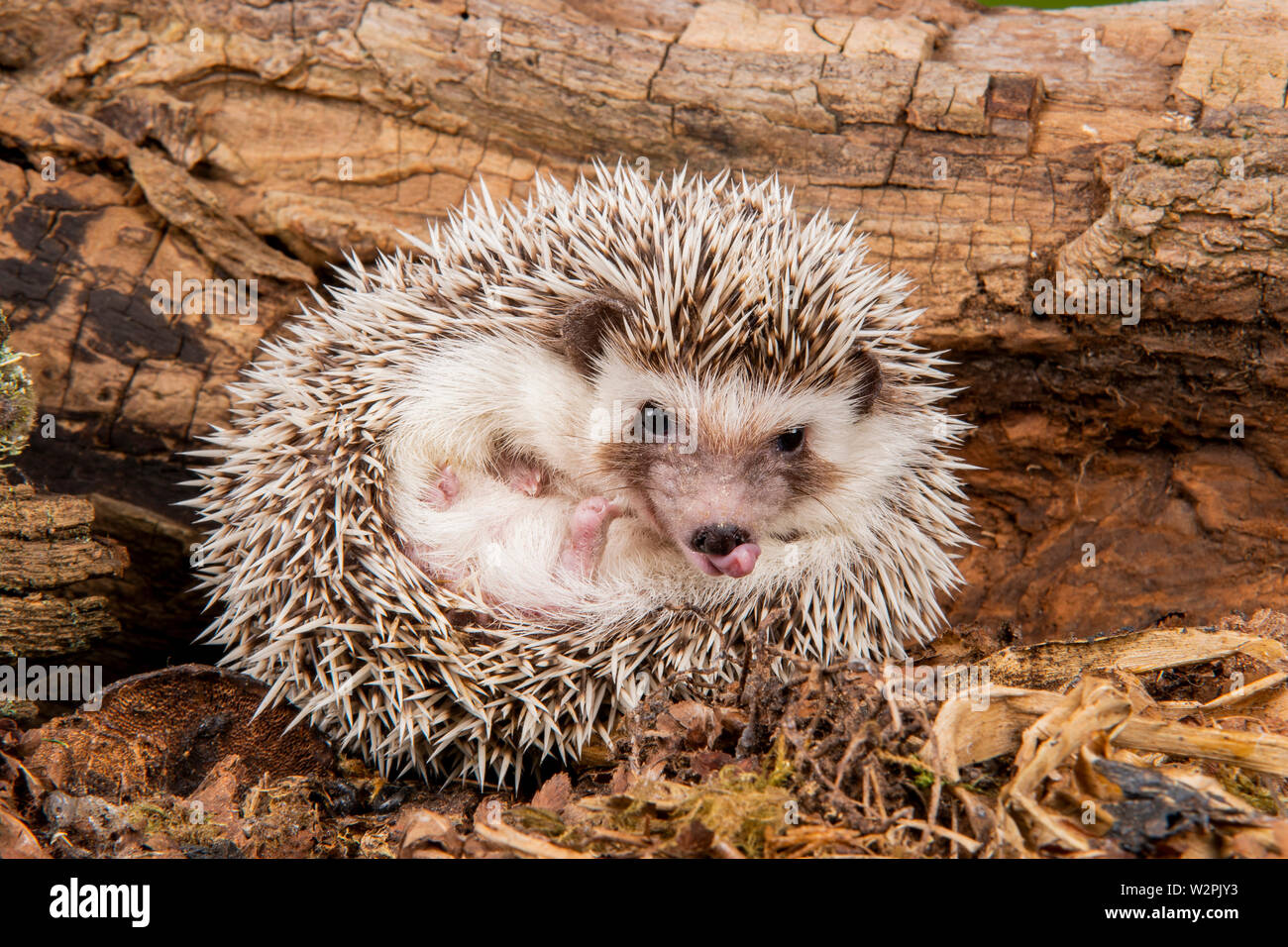 a wild African Pygmy Hedgehog in a studio environment Stock Photo - Alamy