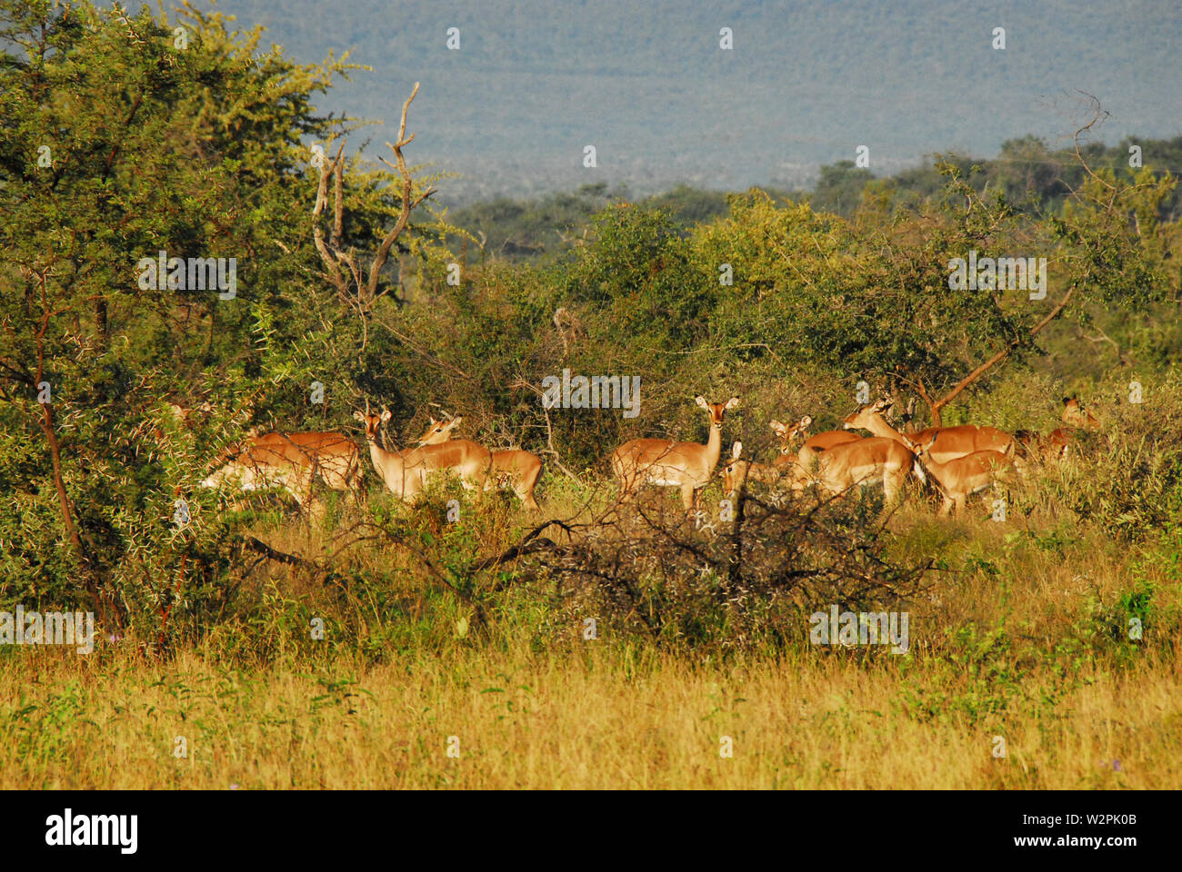 Female group herd impala hi-res stock photography and images - Alamy