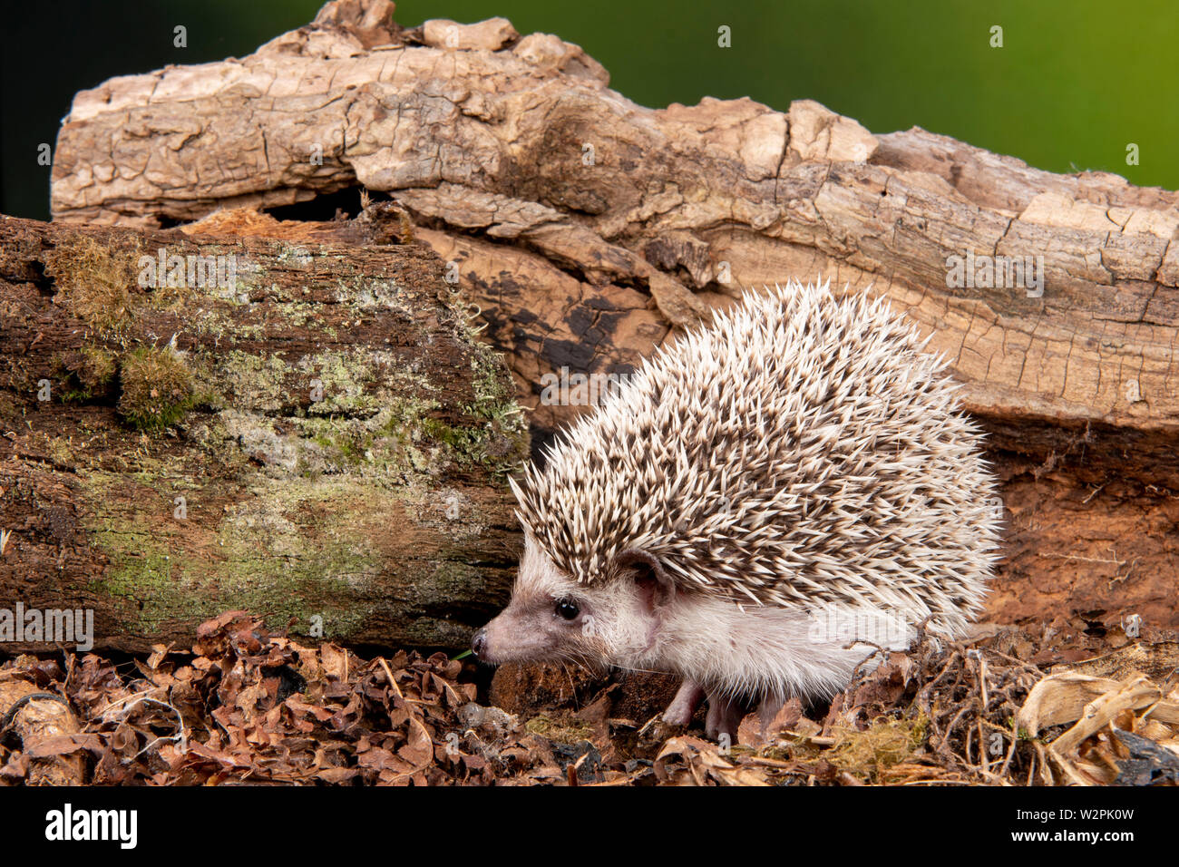 African Hedgehog
