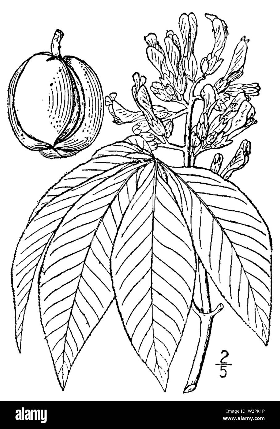 Aesculus flava hi-res stock photography and images - Alamy