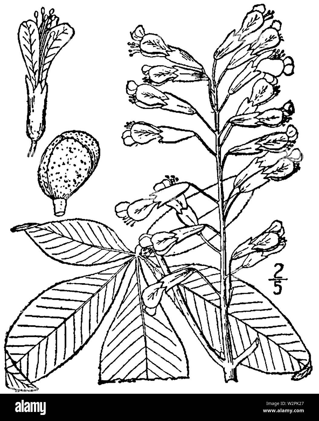 Aesculus pavia drawing Stock Photo - Alamy