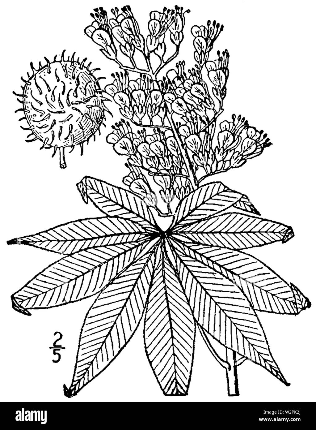 Aesculus glabra arguta drawing Stock Photo - Alamy