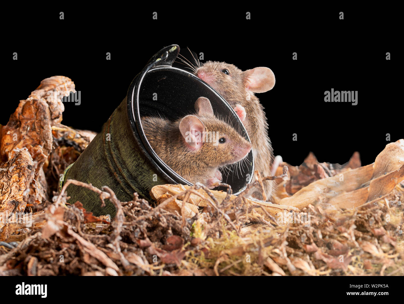 wild brown mice in studio setting Stock Photo - Alamy