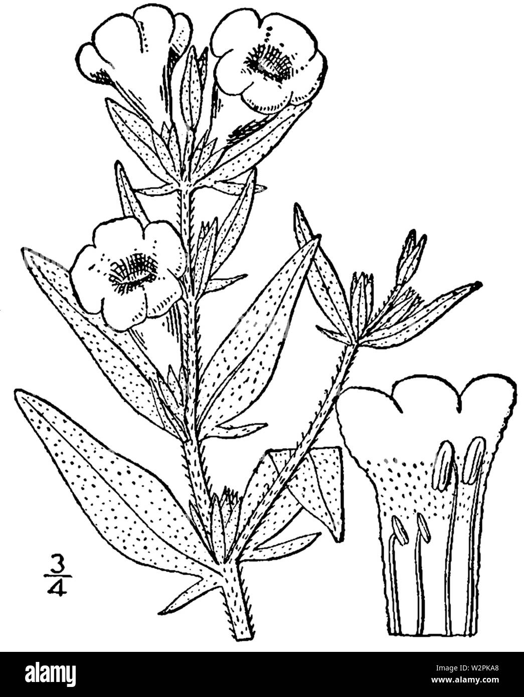 Herbarium drawing Cut Out Stock Images & Pictures - Alamy