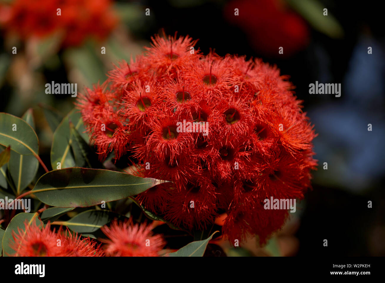 Eucalyptus tree blossom in Australia Stock Photo - Alamy