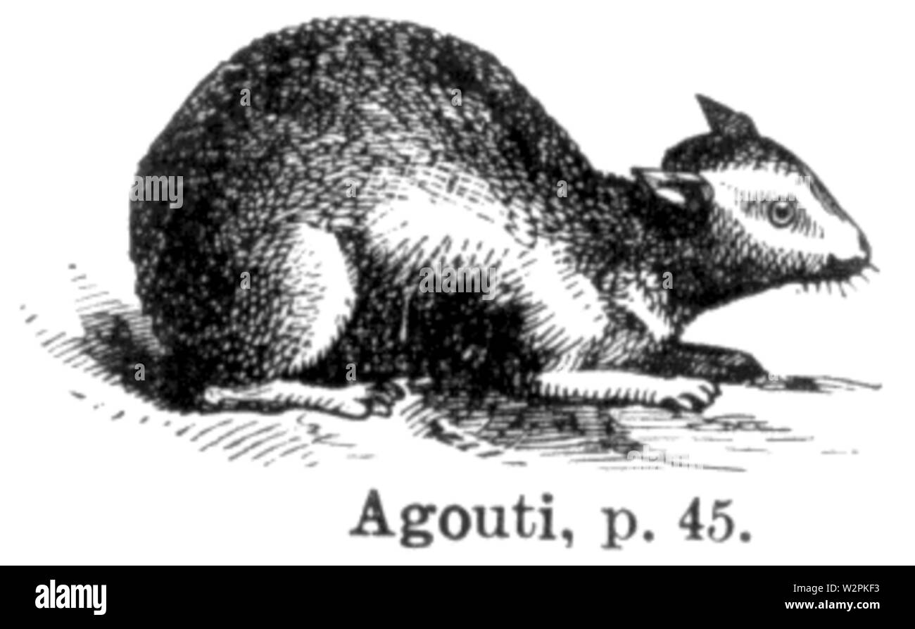 Agouti Black and White Stock Photos & Images - Alamy