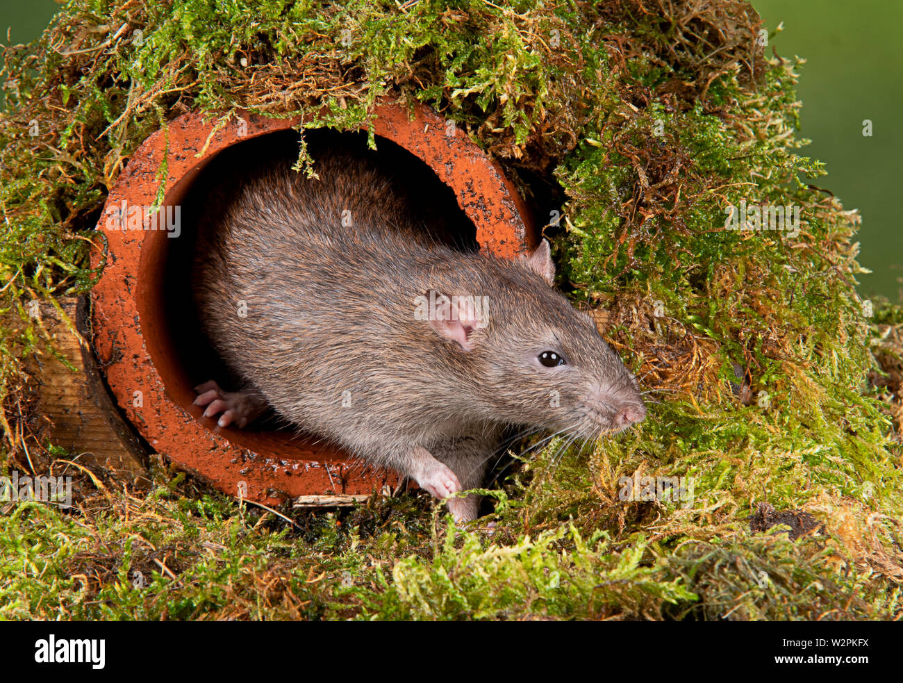 a wild rat in a studio setting emerging from a water pipe Stock Photo ...