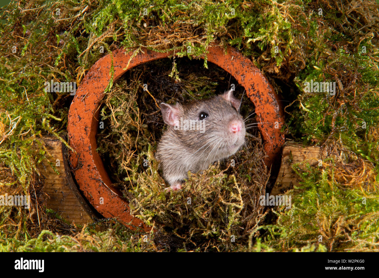 Rattus norvegicus brown rat teeth hi-res stock photography and images ...