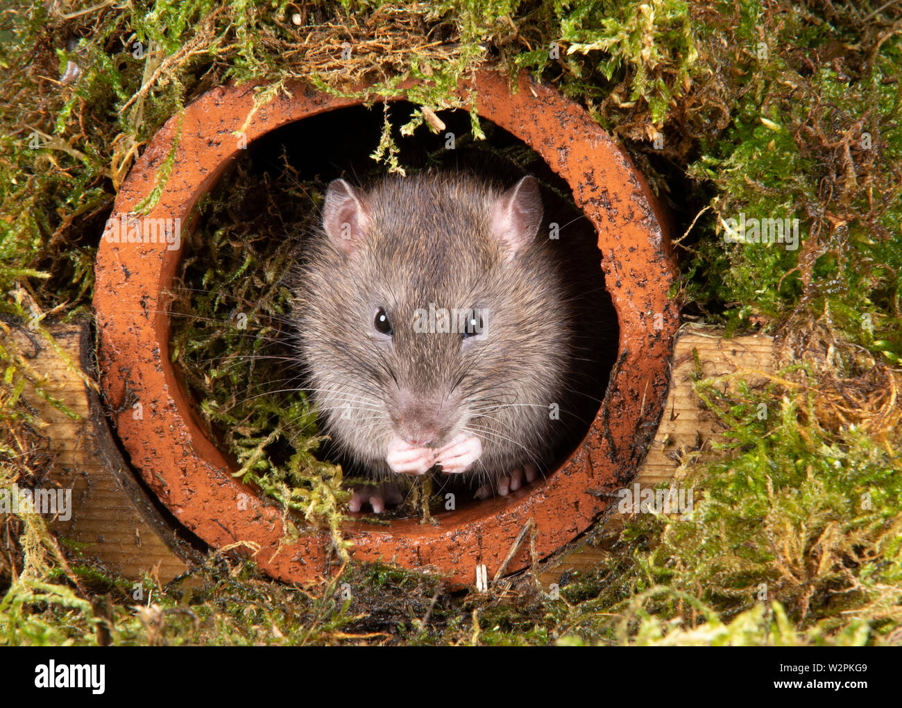 Rat teeth hi-res stock photography and images - Alamy