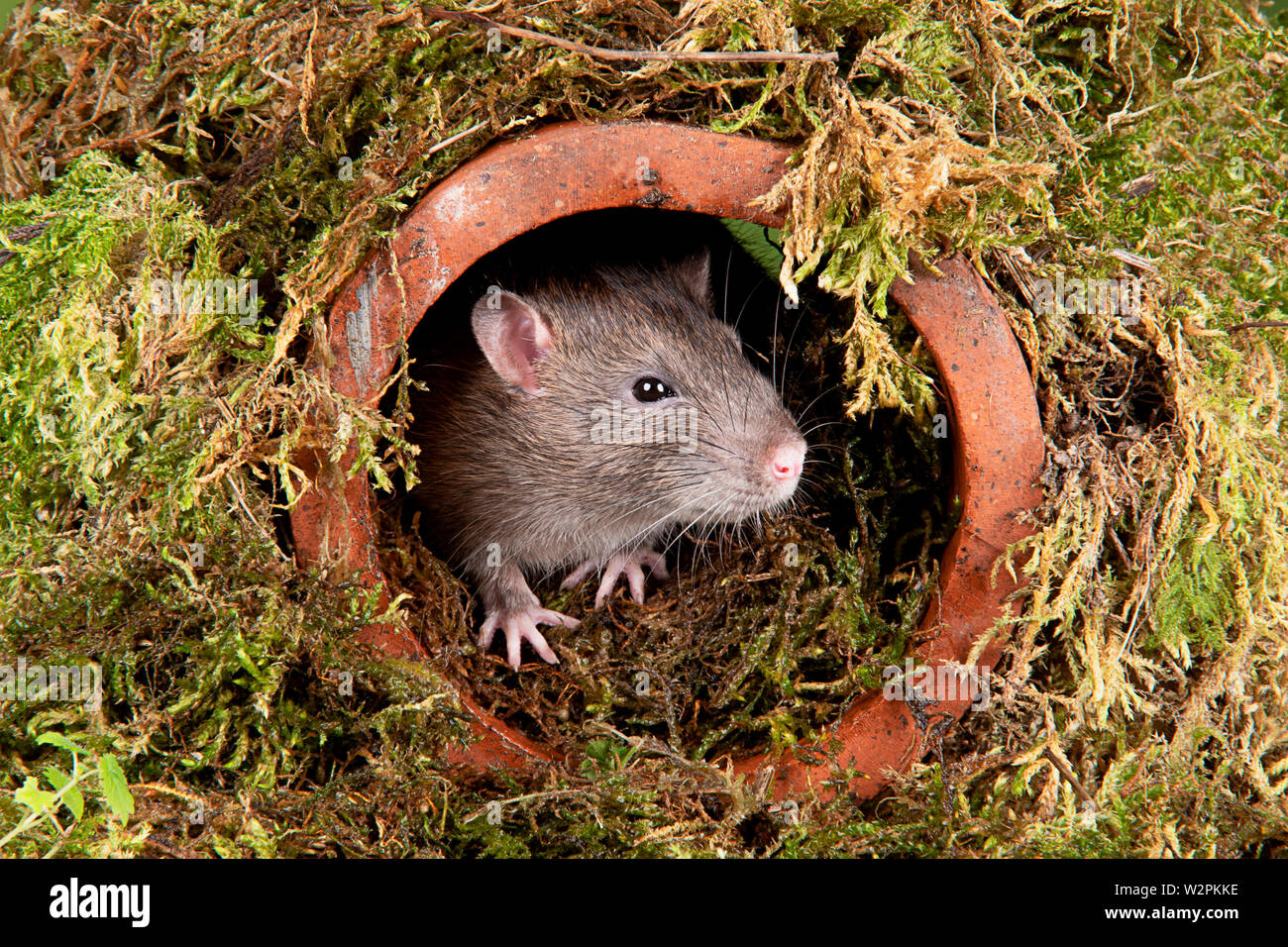 a wild rat in a studio setting emerging from a water pipe Stock Photo ...