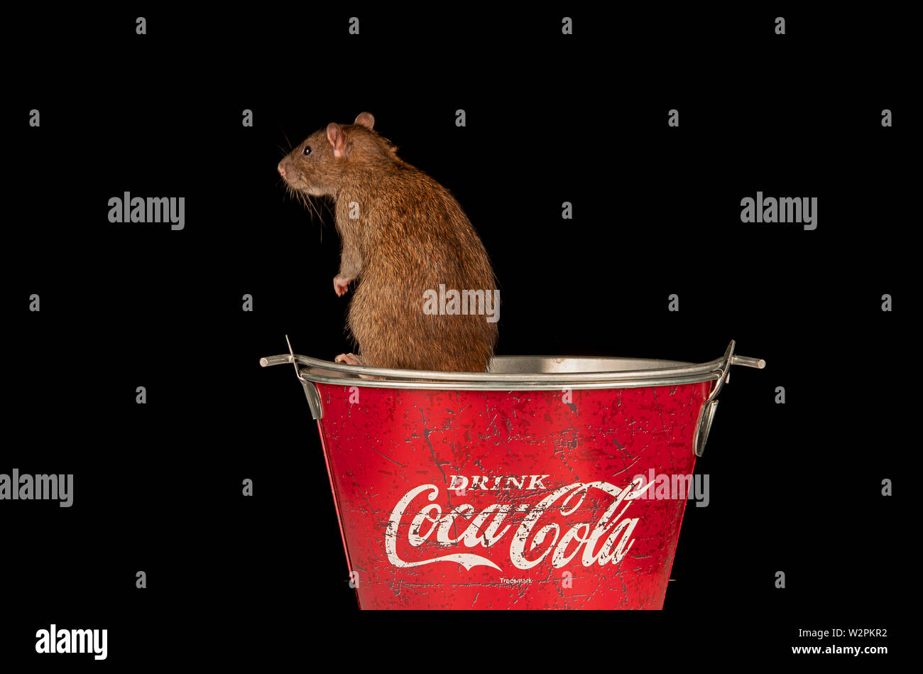 a brown rat plays in a coke biucket in a studio setting Stock Photo - Alamy