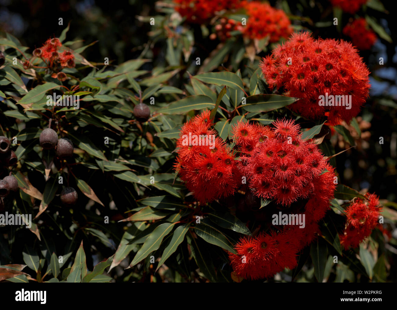 Eucalyptus tree blossom in Australia Stock Photo - Alamy