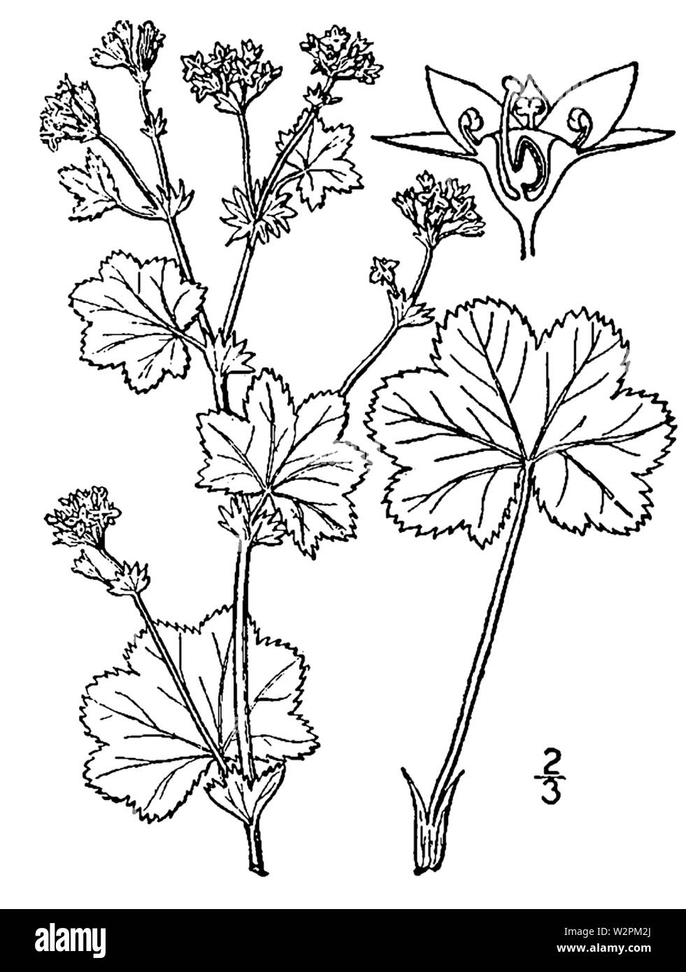 Alchemilla monticola drawing Stock Photo - Alamy