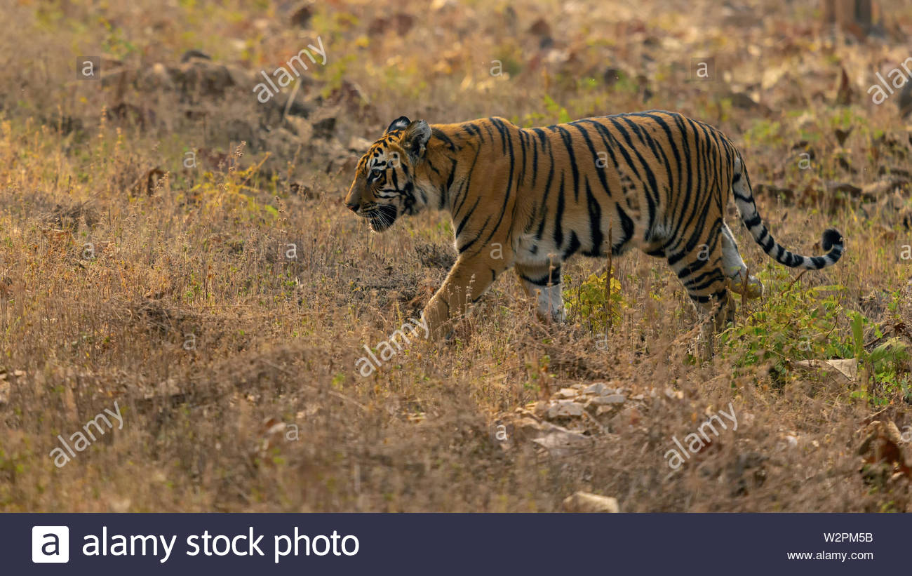 Tadoba Tiger Reserve High Resolution Stock Photography and Images - Alamy