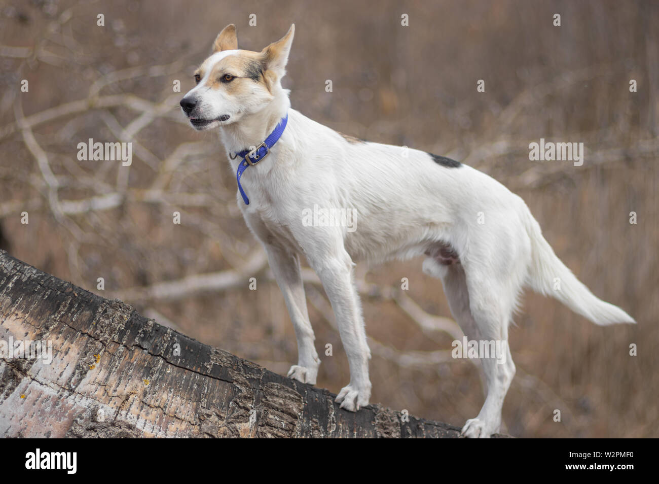 White cross-breed of hunting and northern white dog standing on an ...