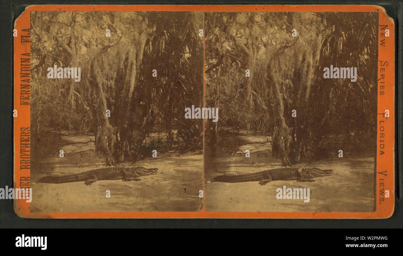 Alligator under trees draped with Spanish moss, by Ober Brothers ...