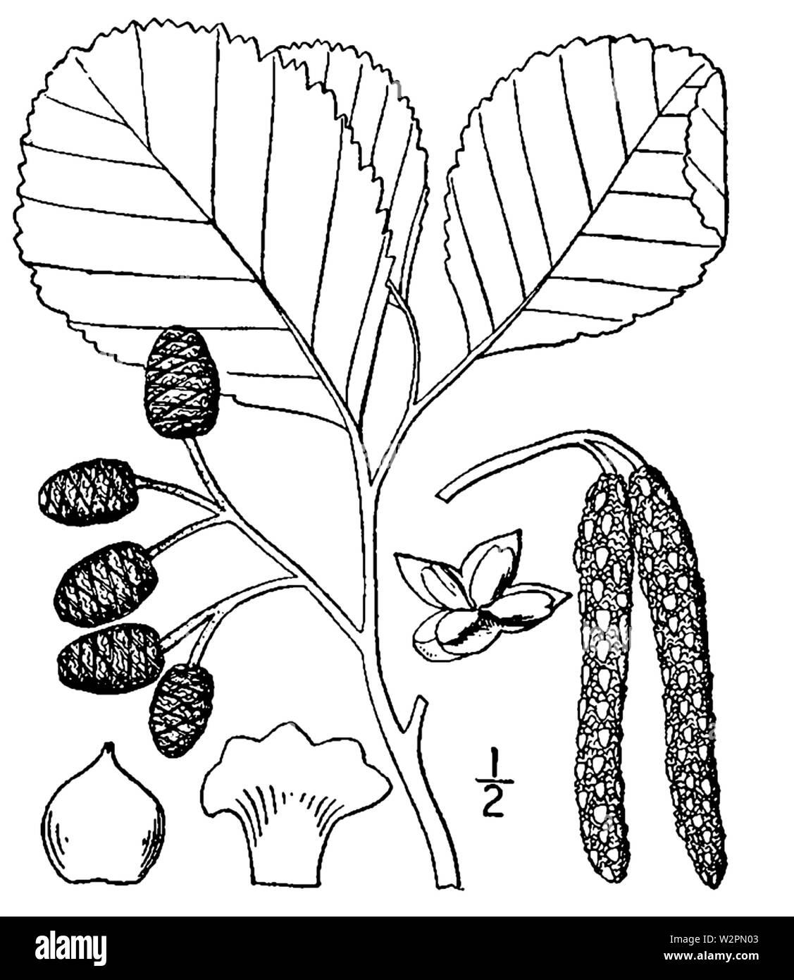 Alnus glutinosa drawing 2 Stock Photo - Alamy