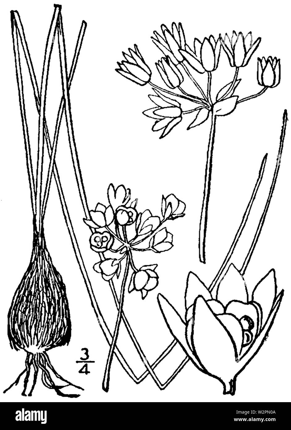 Allium drummondii drawing Stock Photo - Alamy